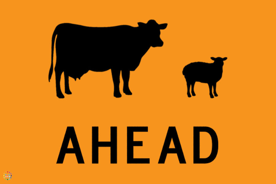 Cattle Ahead Sign | K2K Signs Australia